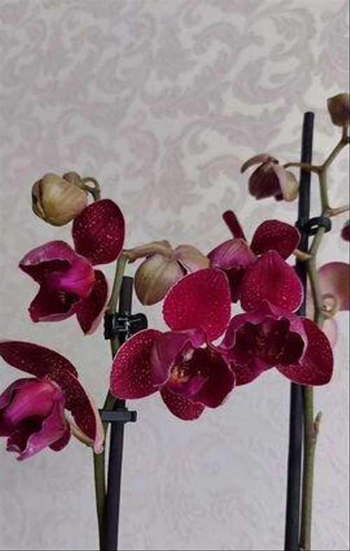 Орхидея пелор Кимоно