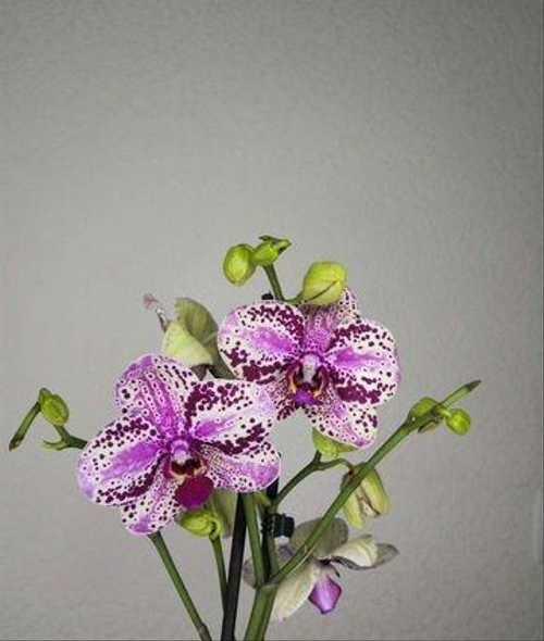 Орхидея фаленопсис Фронтера