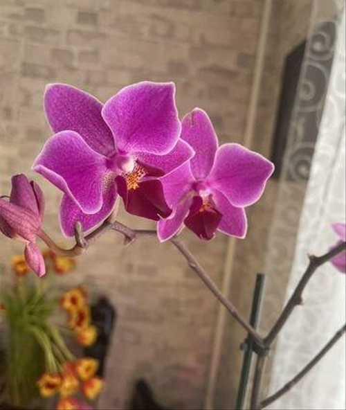 Орхидея фаленопсис purple цветет