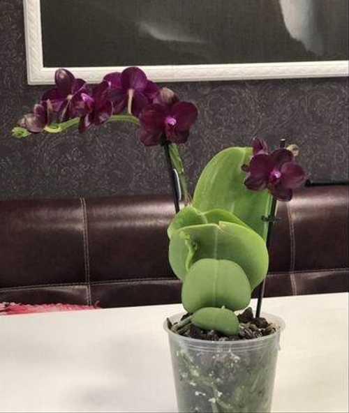 Орхидея фаленопсис Sogo Relax ароматная Сого Релак