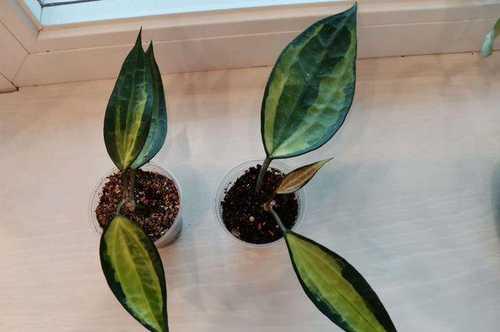 Hoya macrophylla Pot of Gold