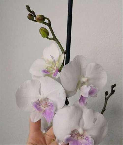 Орхидея фаленопсис Биг лип с лиловой губой