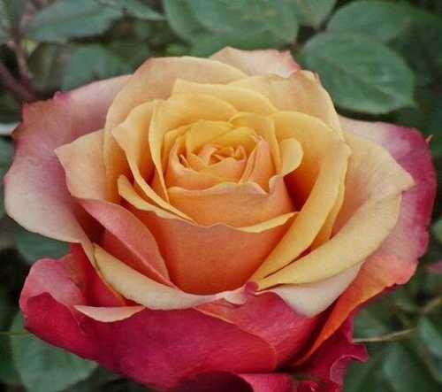 Продаём саженцы розы чайно-гибридная Черри Бренди