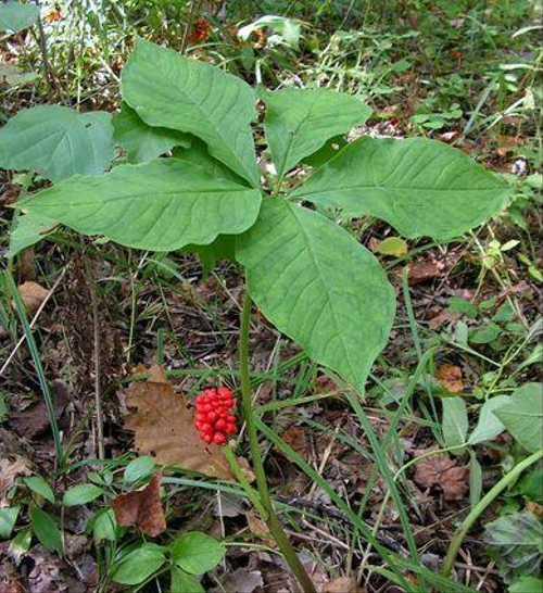 Саженцы Аризема амурская, Arisaema amurense