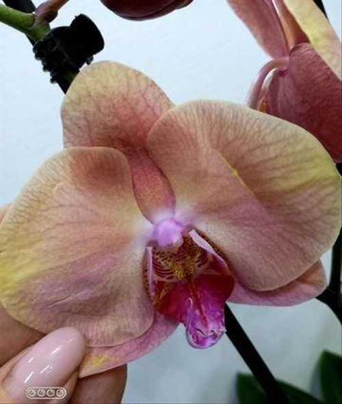 Орхидея фаленопсис Золотое яблоко Пич