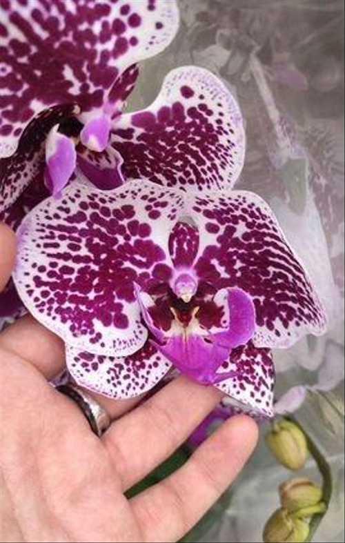 Орхидея фаленопсис Биглип