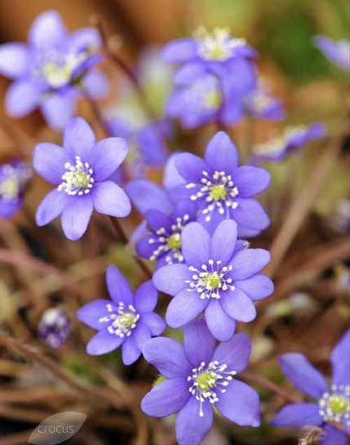 Печеночница (перелеска)