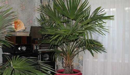 Растения пальма