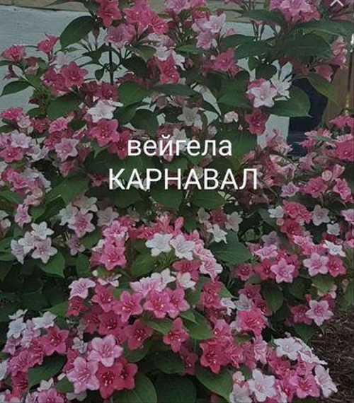 Вейгела