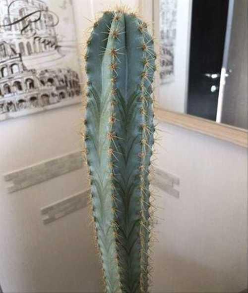 Большой серо- голубой кактус