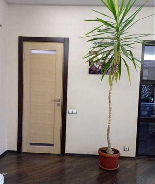 Юкка гигантская
