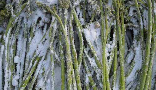 Папоротник Орляк соленый по Госту. Доставка
