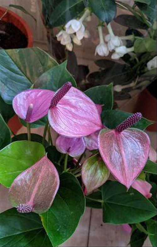 Антуриум сортовые