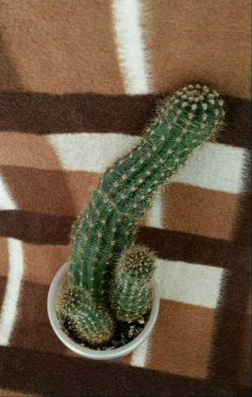 Cactus спб. Кактус лента d9. Кактусы продаются в магните. Кактус лента для паспортера.