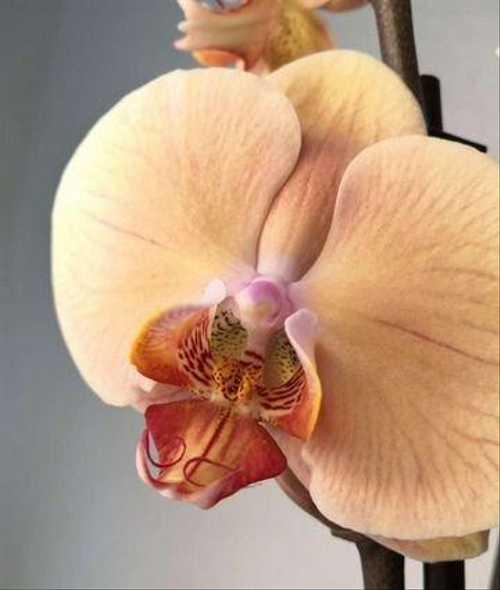 Орхидея Леди Мармелад на дуге