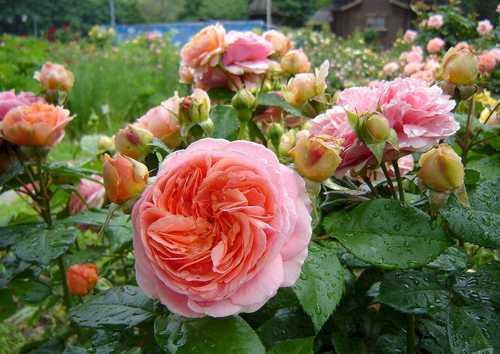 Роза кустовая Чиппендейл (Chippendale)