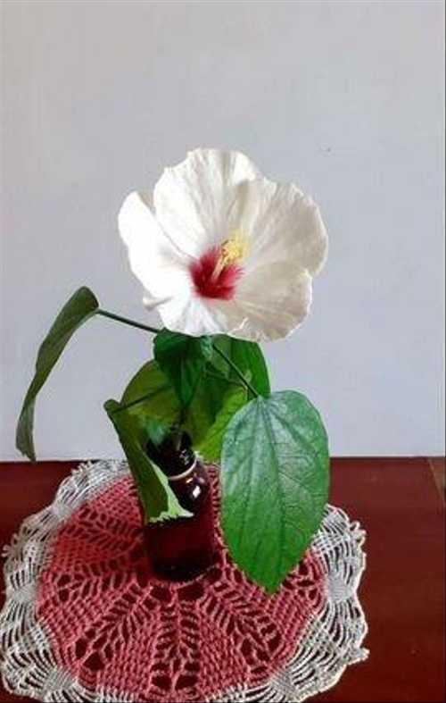 Роза суданская(гибискус)
