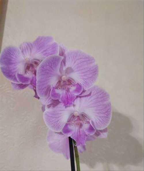 Орхидея фаленопсис биглип Sweet Talk