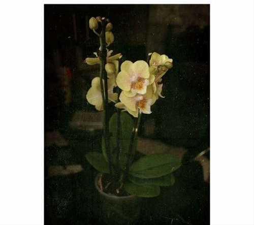 Орхидея фаленопсис Younghome Wallet