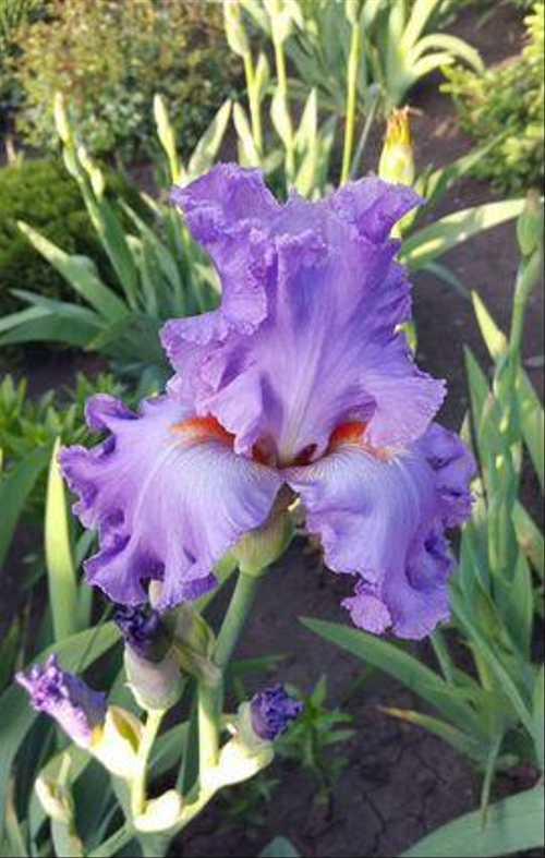 Ирисы карликовые