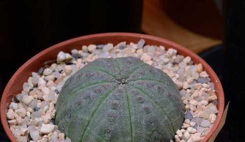 Euphorbia Obesa (Эуфорбия Обеса) SCT28369