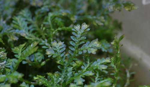 Selaginella uncinata