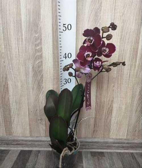 Орхидея Отелло 1 цветонос