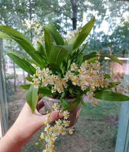 Орхидея онцидиум твинкль белый