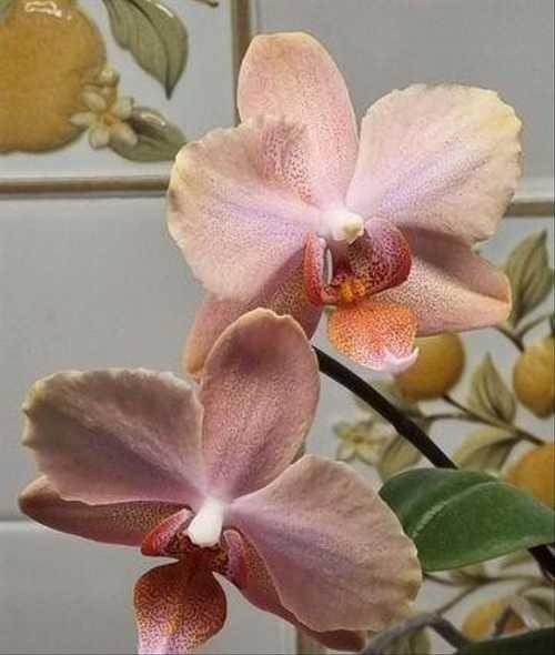 Орхидея Фаленопсис Шанелла