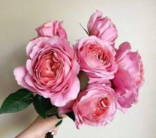 Пионовидные розы Роскошные букеты Цветы