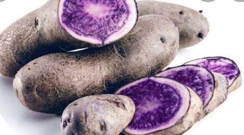 Семенной картофель фиолетовый