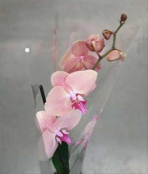 Орхидея фаленопсис редкий окрас 964119 пастель