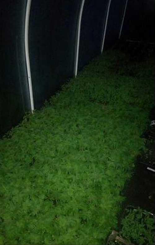 Продаю рассаду овощей