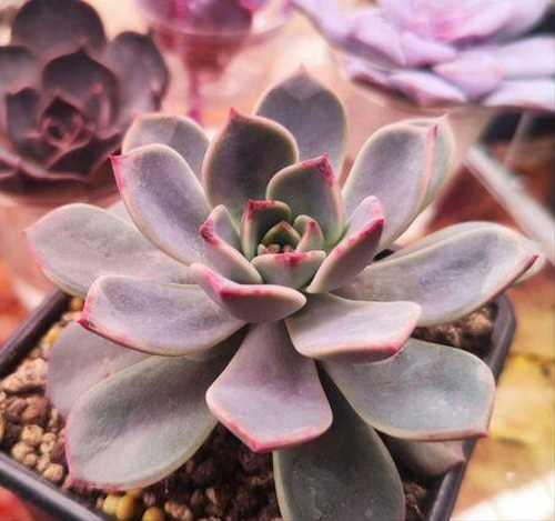 Echeveria Pretty In Pink (от 2 до 7см)