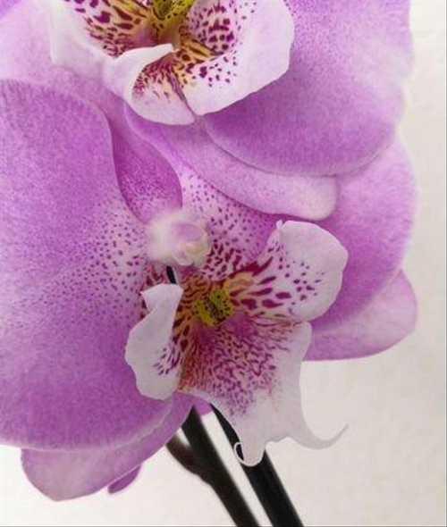 Орхидея Younghome Princess 'Big lip'