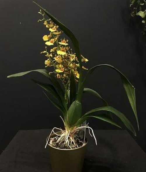 Фалеонопсис Oncidium