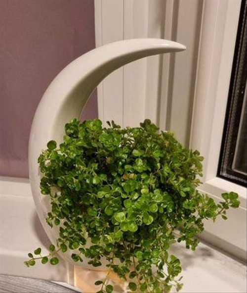Пилея прижатая (Pilea Depressa)