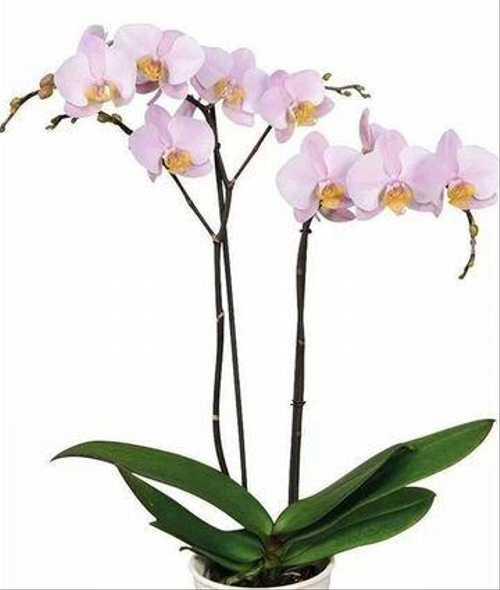 Орхидея фаленопсис салинас