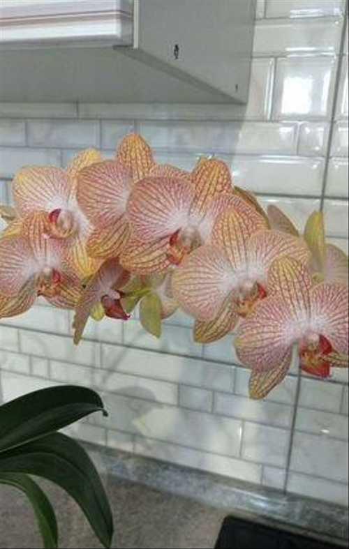 Орхидея фаленопсис сорт Равелло
