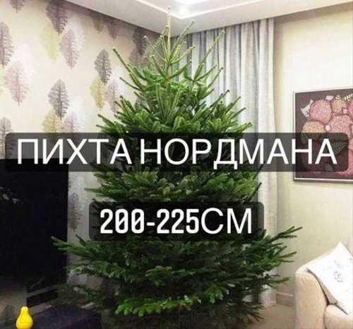 Пихта Нордмана 200-225см