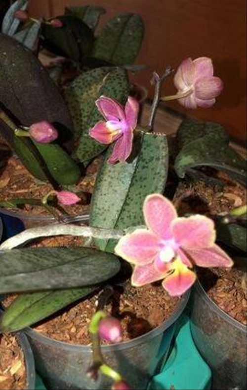 Орхидея Phalaenopsis Perfume Diffusion (Диффужн)