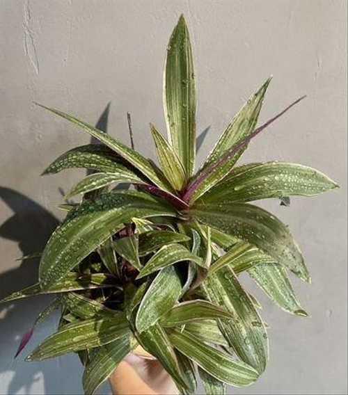 Tradescantia spathacea Moses in the cradle