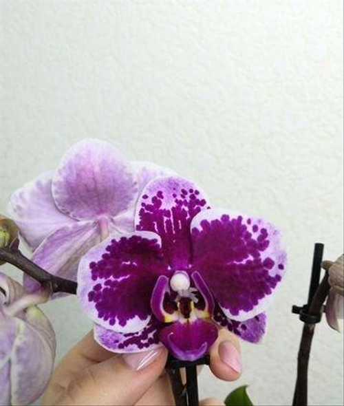 Орхидея фаленопсис мини пятнистая