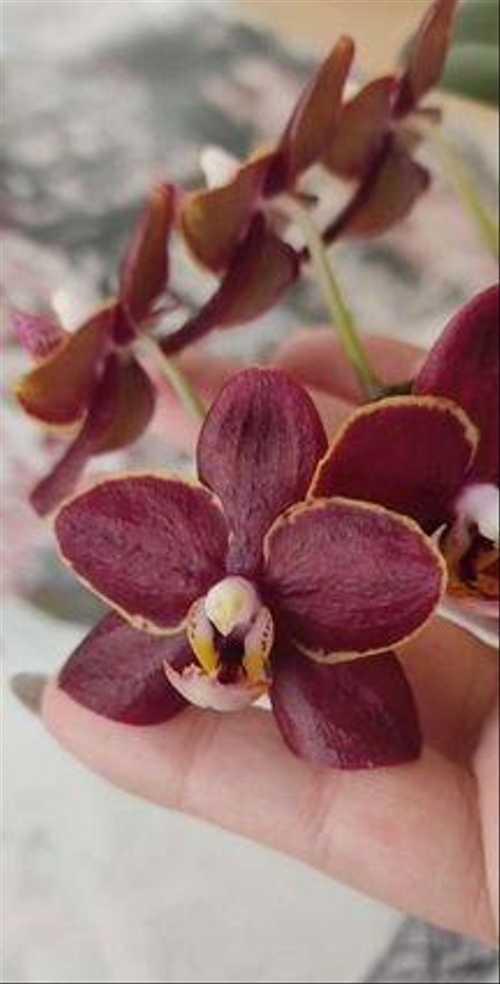 Орхидея фаленопсис Тайсуко Кобальт
