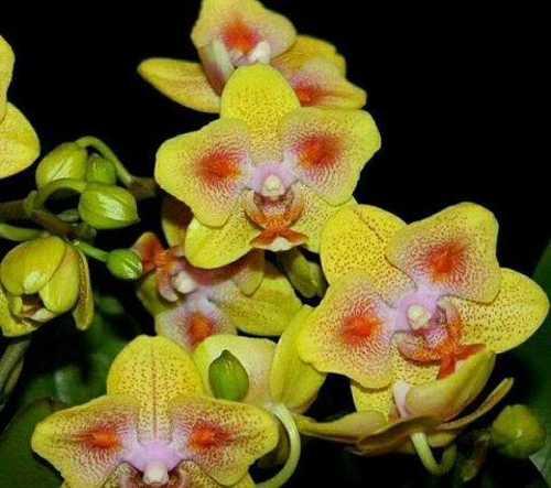 Phal. Yaphon Green Batman