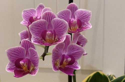 Сортовая орхидея Sogo Vivien