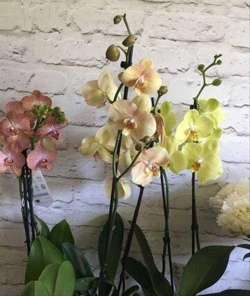 Орхидея фаленопсис сортовая Амадеус, Равелло, Афри