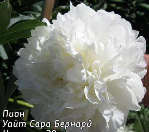 Пион Уайт Сара Бернард White Sarah Bernhardt | Festima.Ru – частные ...