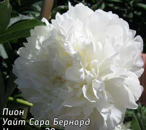 Пион Уайт Сара Бернард White Sarah Bernhardt