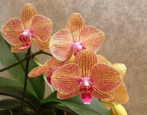 Орхидея фаленопсис KS beauty